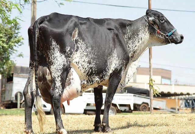 Vaca girolando bate recorde da raça com 109 kg de leite por dia | Canal ...