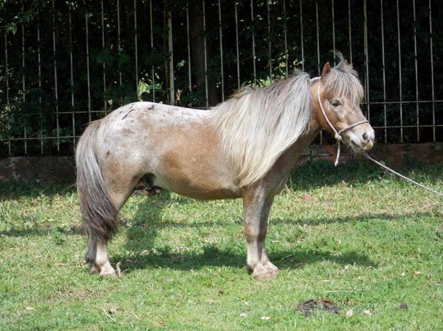 Mercado de pôneis cresce 20% ao ano | Canal Rural