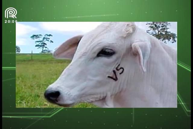 Marcação do boi com fogo ainda é necessária? | Canal Rural