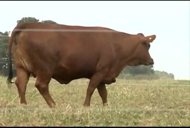 Criação de gado senepol tem franquia | Canal Rural