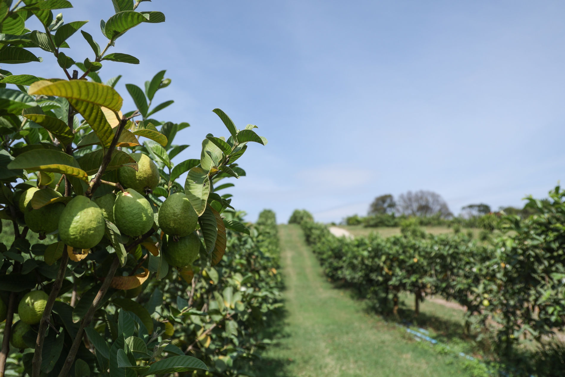 Técnica no cultivo de goiaba garante produção o ano todo
