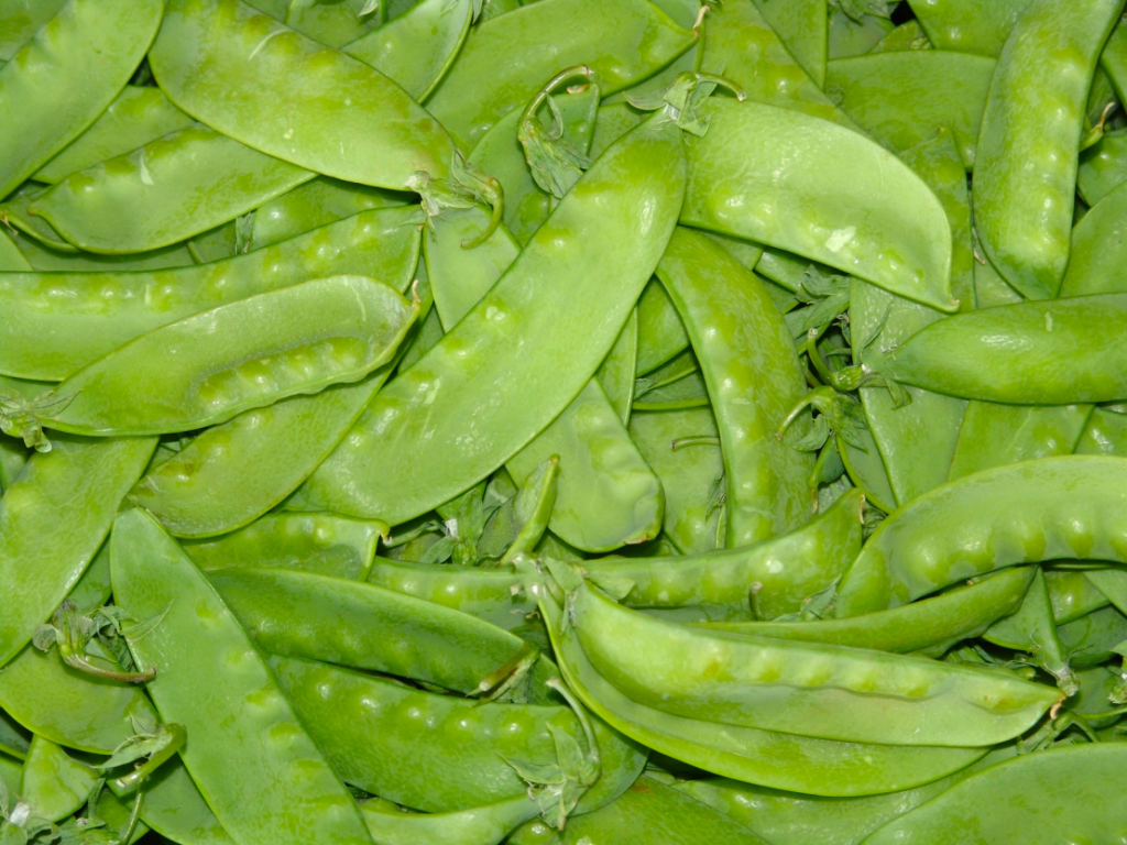 Produção de ervilha torta é alternativa rentável para agricultura familiar