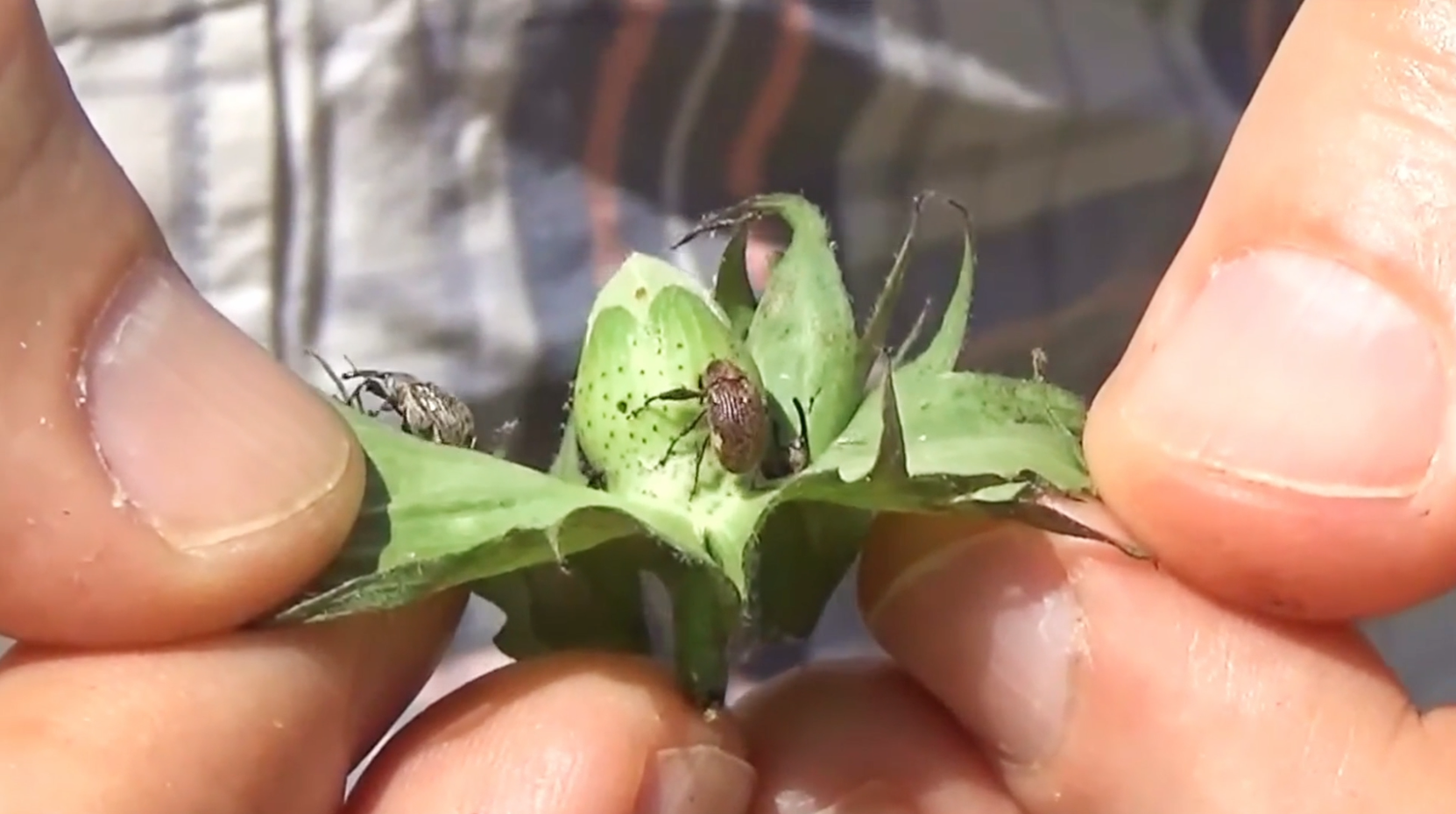 Bicudo-do-algodoeiro foi tema de workshop no Oeste da Bahia