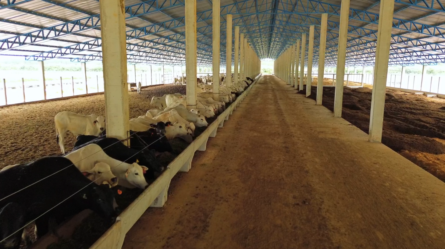 Confinamento coberto é alternativa para criação em áreas menores
