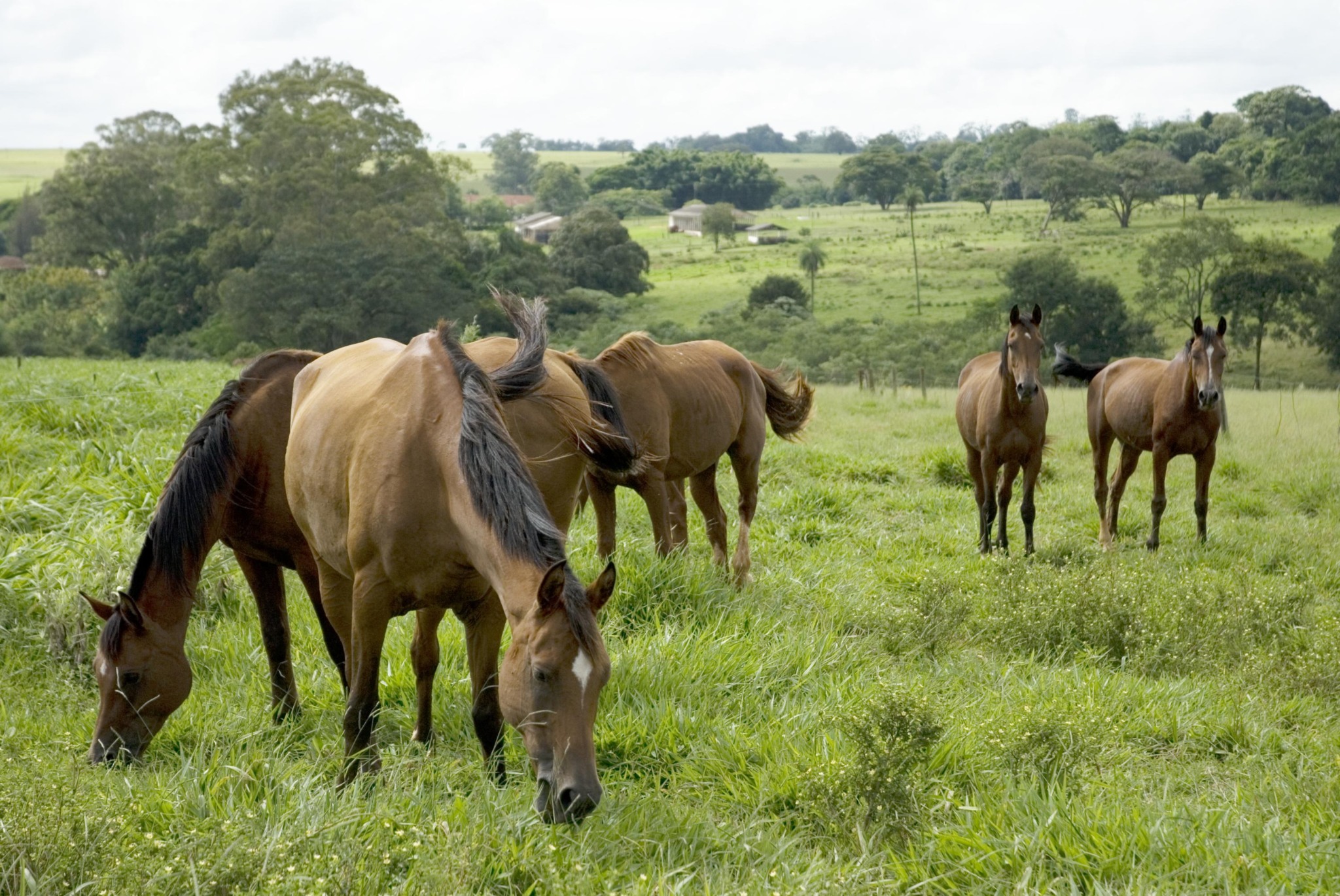 Manejo de pastagem: o guia para escolher o capim ideal para gado e cavalo | Canal Rural
