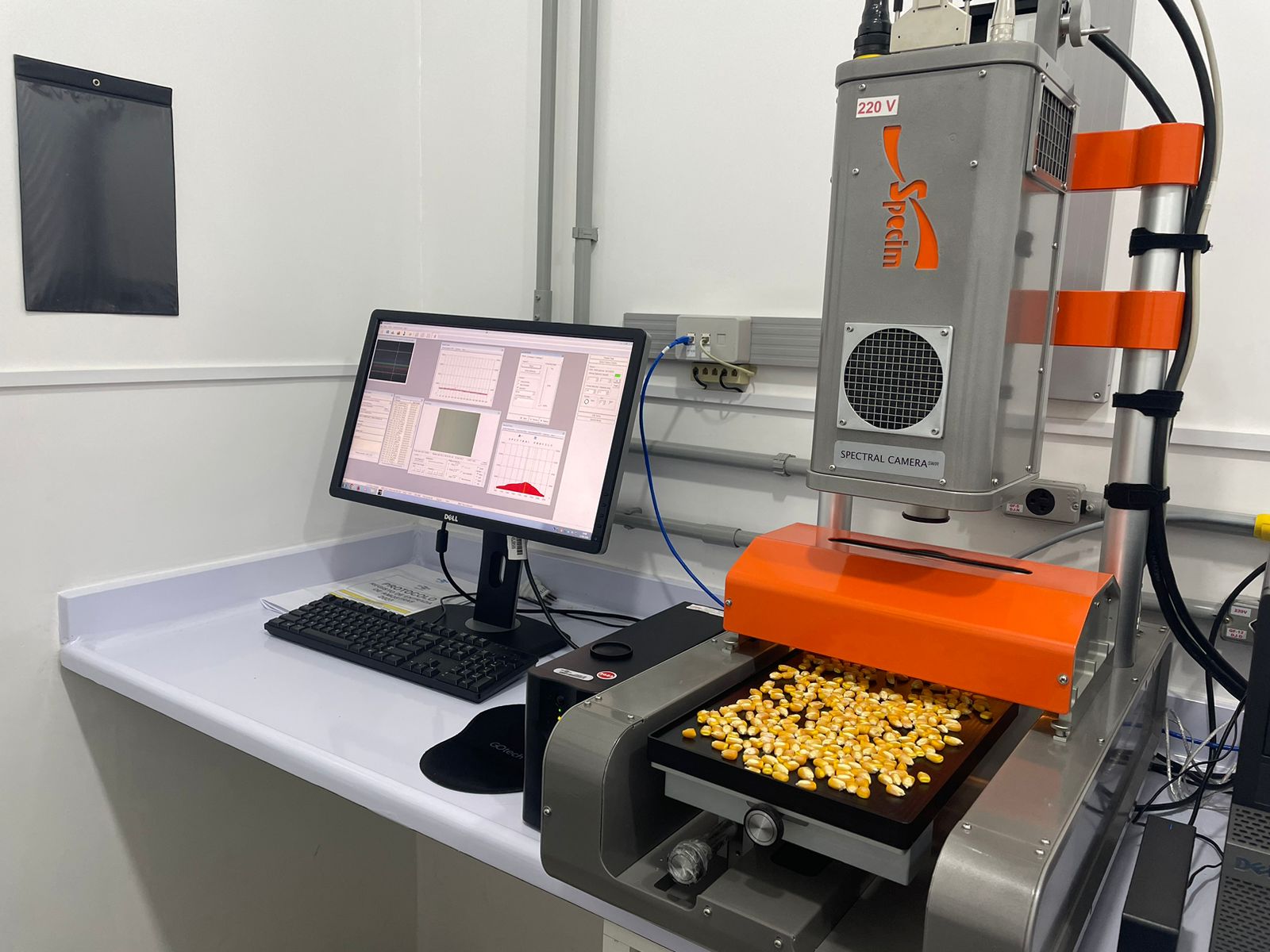 Milho: método é capaz de detectar substância tóxica nos grãos