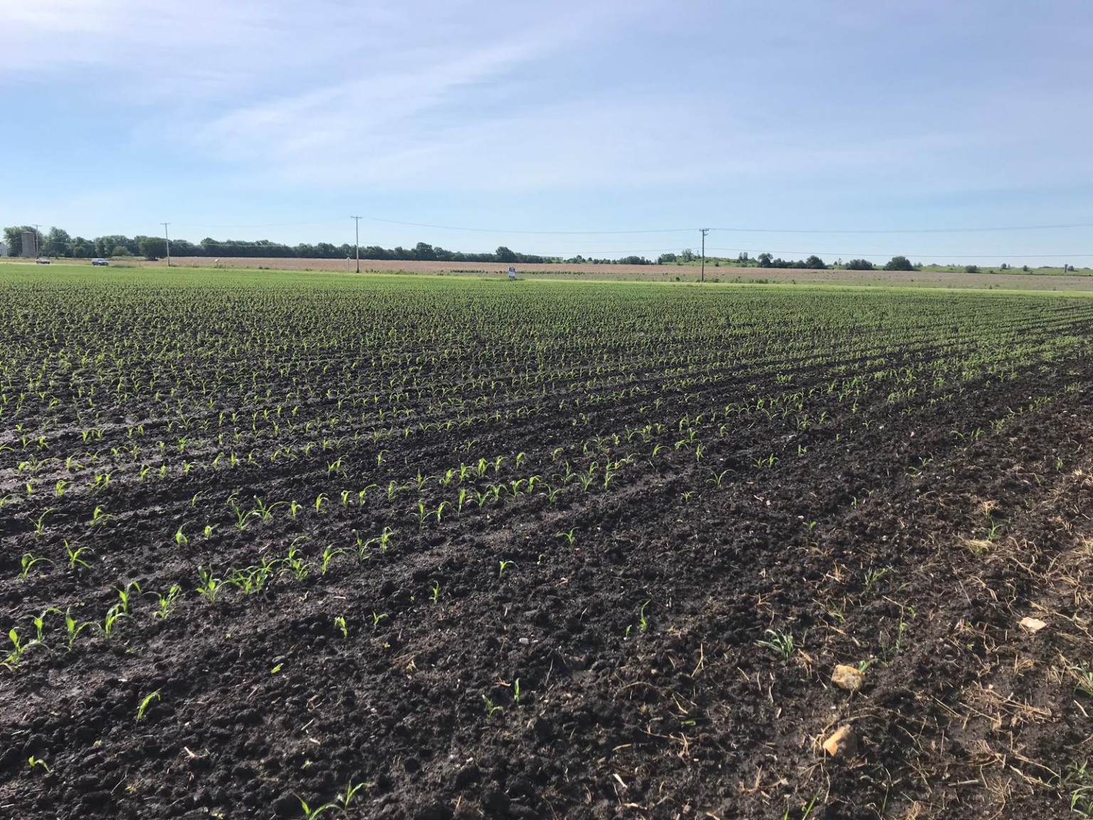 Plantio de milho no RS alcança 62% da área prevista, diz Emater