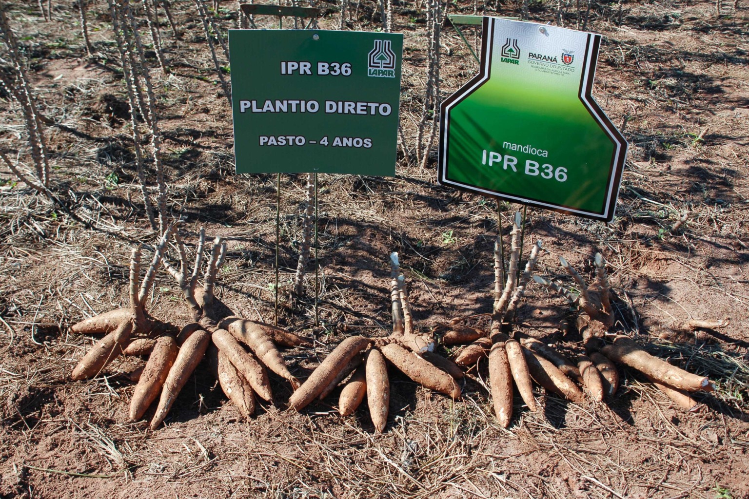 Mandioca - variedade do Iapar aumenta produtividade em 5 ton/hectare