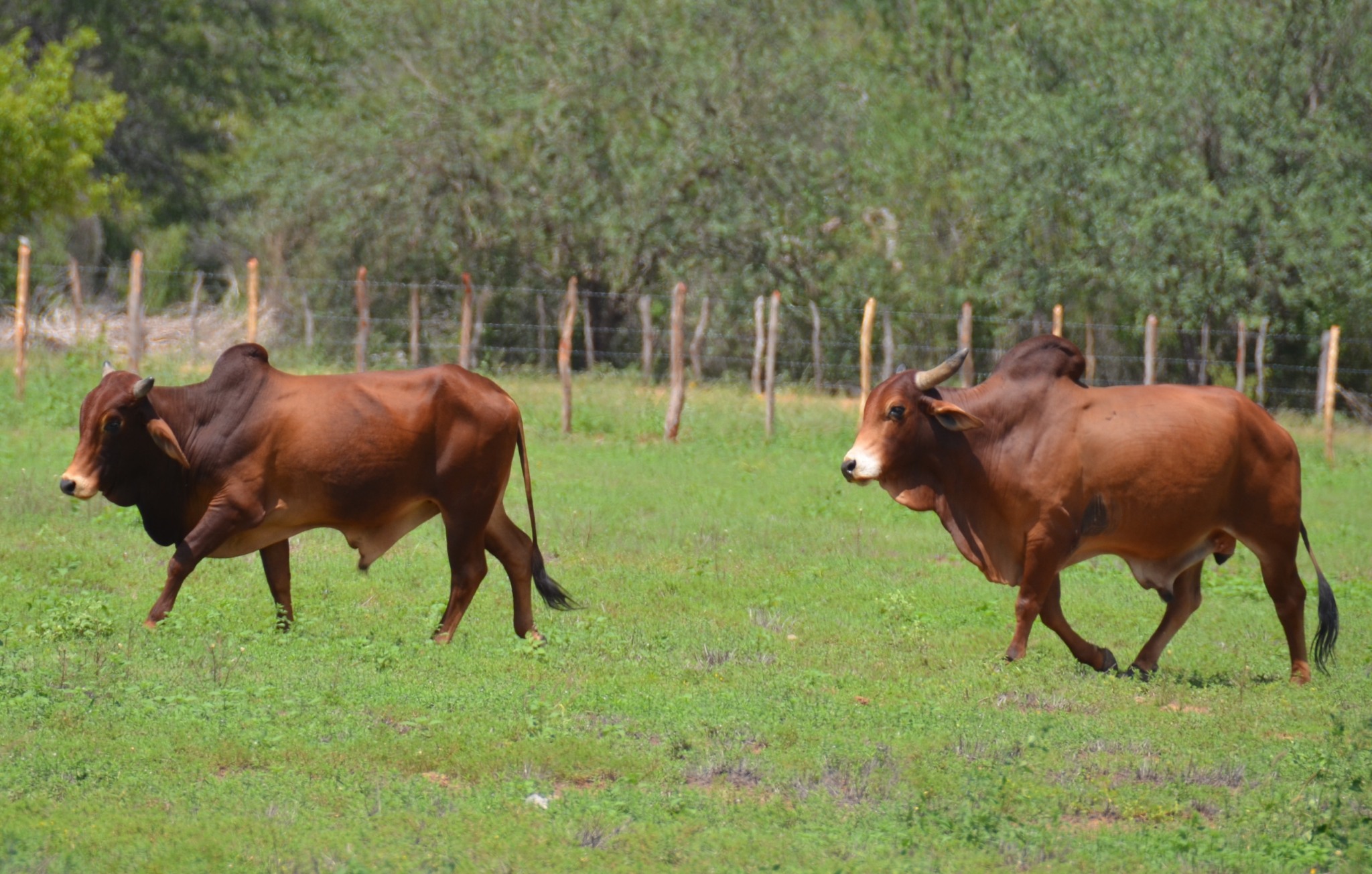 Gado sindi da Embrapa é reconhecido como um dos mais puros do Brasil