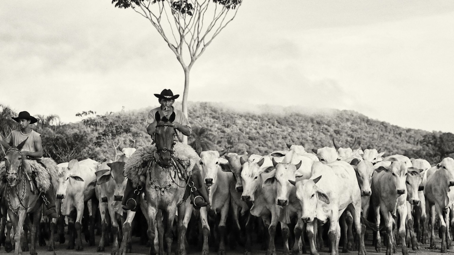 Quanto custa produzir uma arroba no pasto? Veja como calcular | Canal Rural