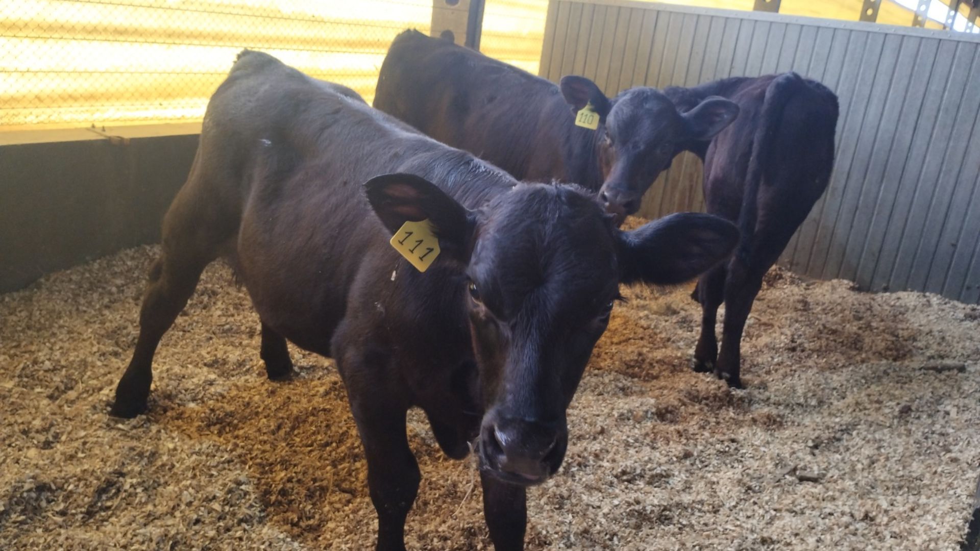 Beef on dairy: a estratégia que transforma bezerros machos em lucro ...