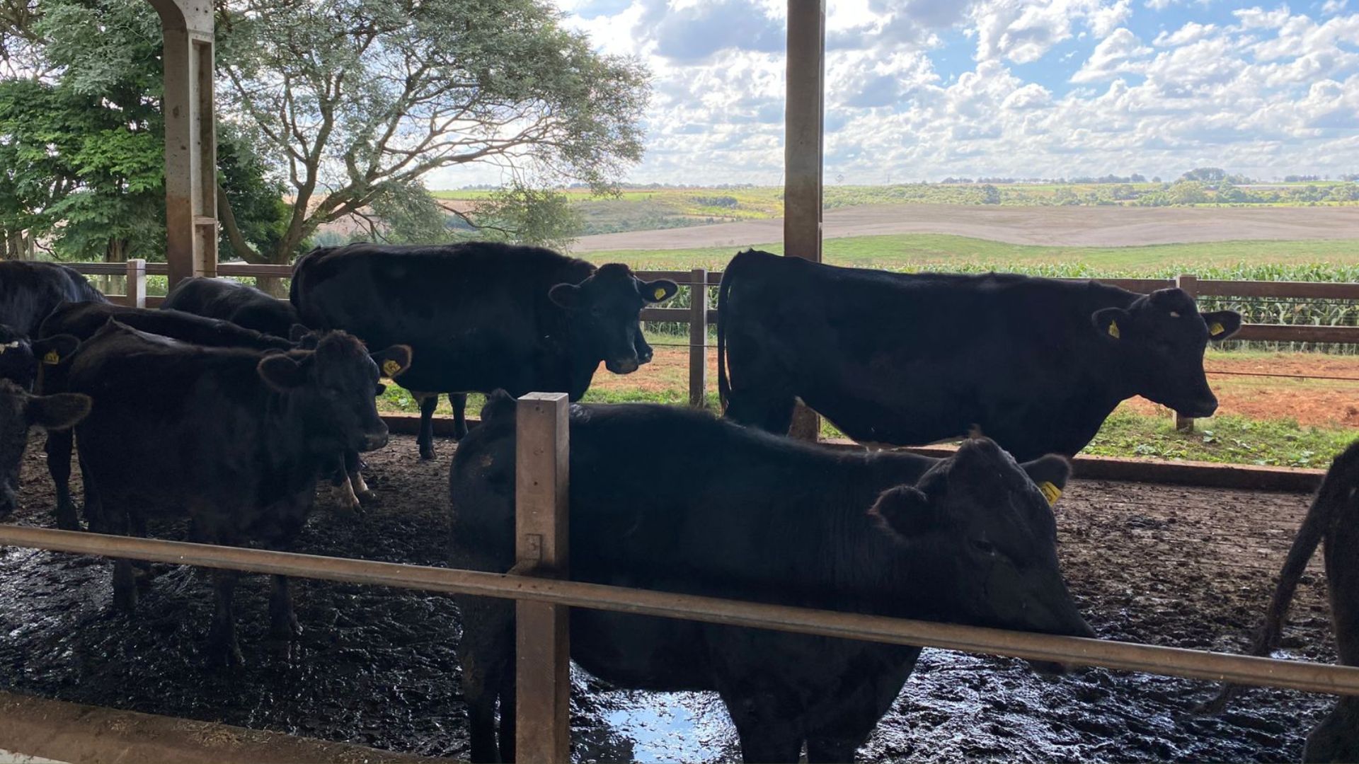 Beef on dairy: a estratégia que transforma bezerros machos em lucro ...