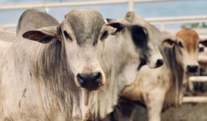 Cria, recria e engorda: entenda como melhorar a rentabilidade | Canal Rural