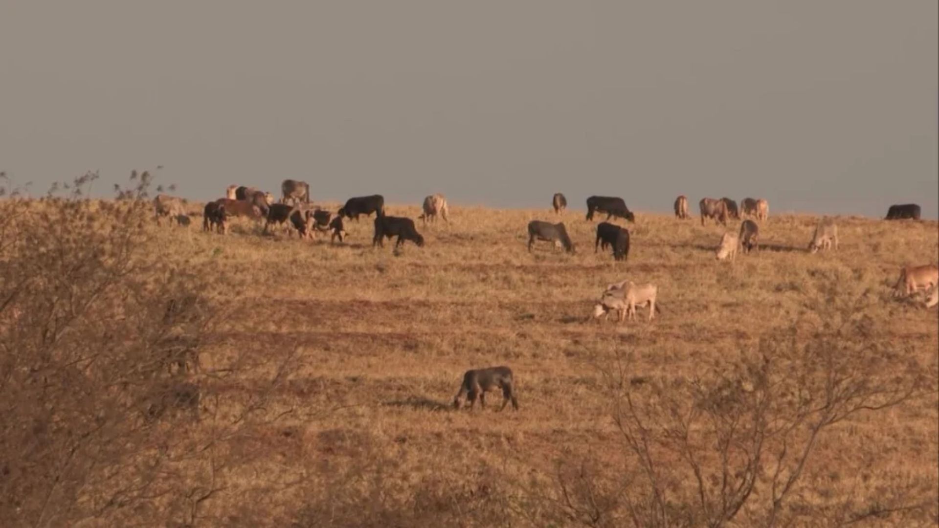 Pecuária de cria: nutrição da vacada na seca é chave para alta prenhez ...