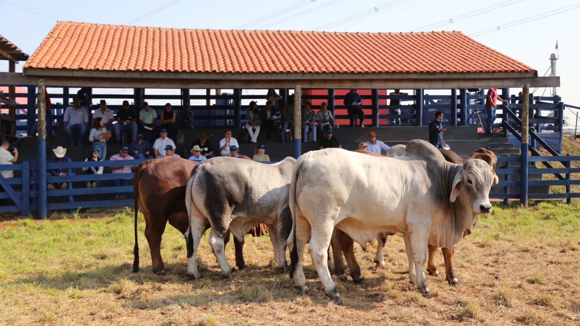 Brahman na reta final de prova: touros superam expectativas de ganho de ...