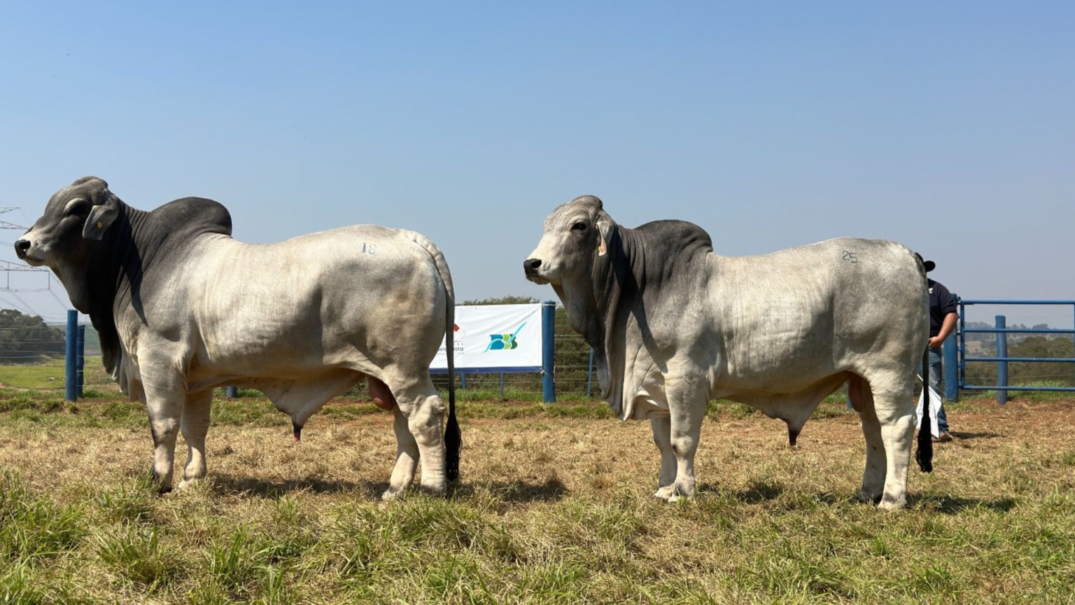 Brahman na reta final de prova: touros superam expectativas de ganho de ...