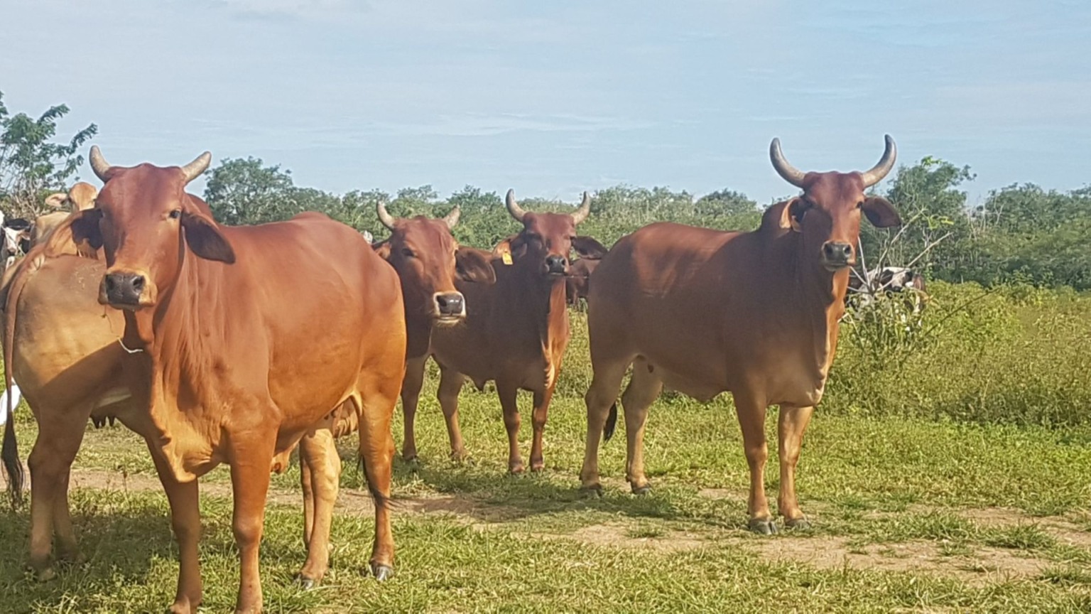 Sindi x senepol: o cruzamento que gera gado ultraprecoce no calor do ...