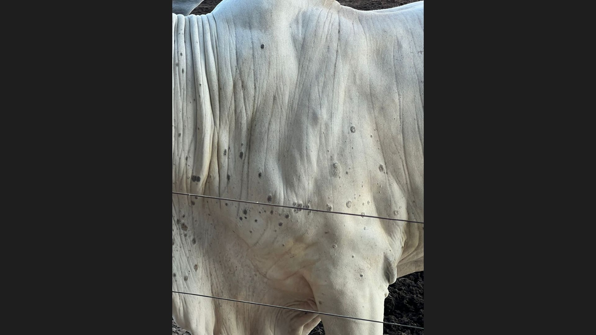 Adeus à dermatofitose: este é o guia completo para proteger seu rebanho ...