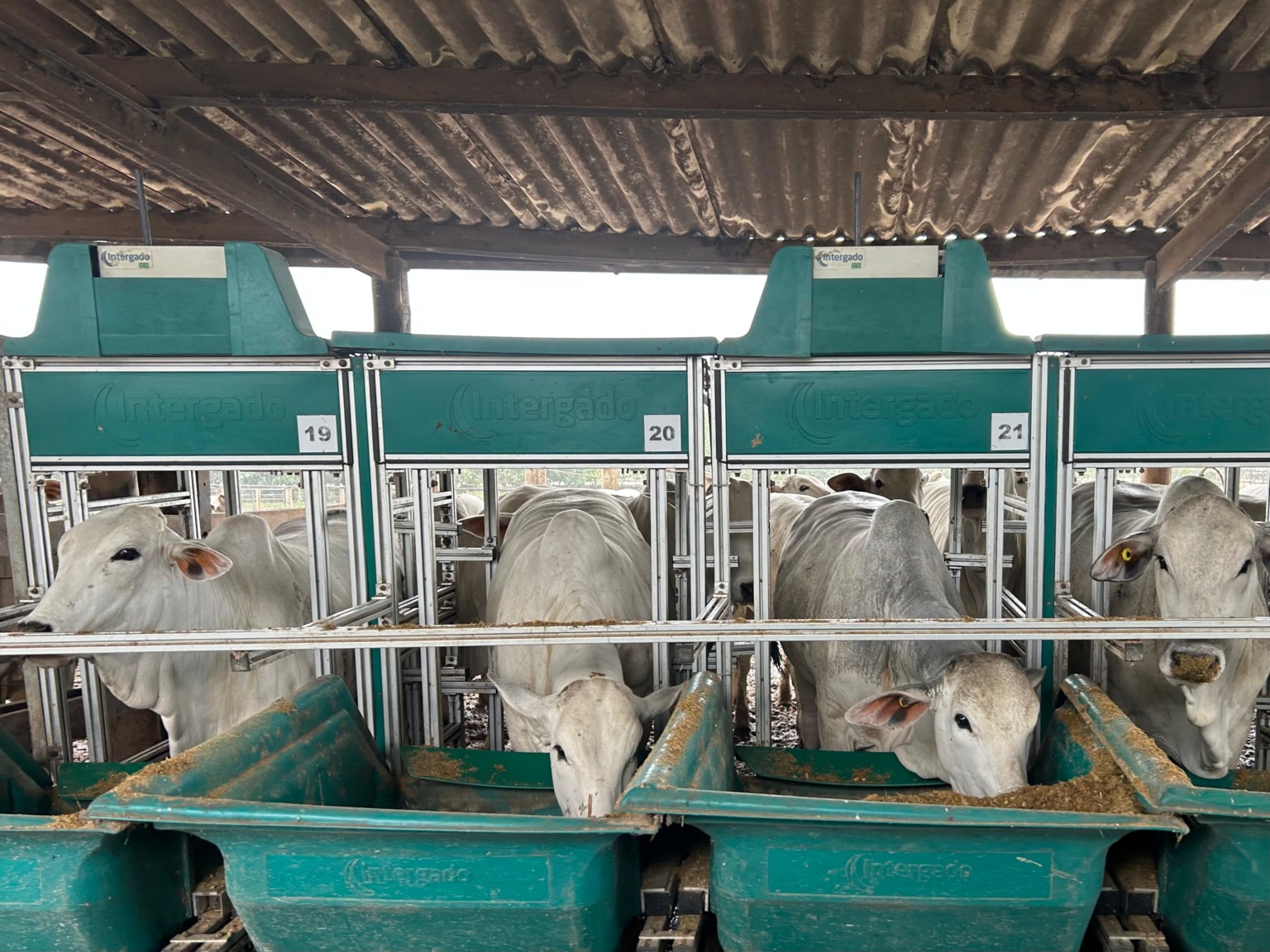 Ponta Agro integra dados e tecnologia para avançar a pecuária de corte