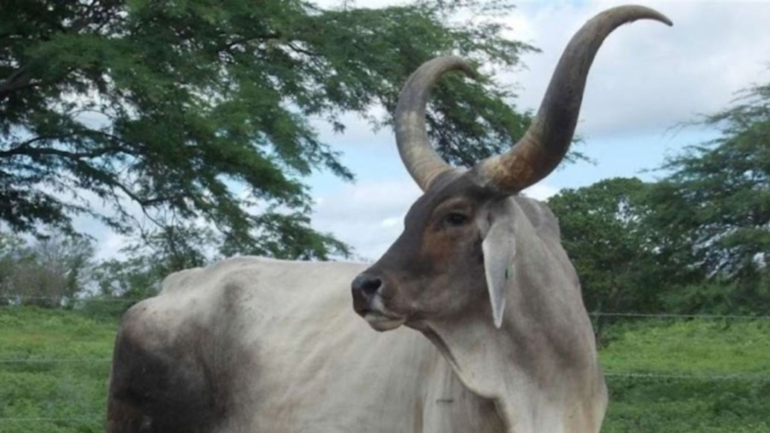 Guzerá na carne premium: raças além do angus surpreendem nos ...