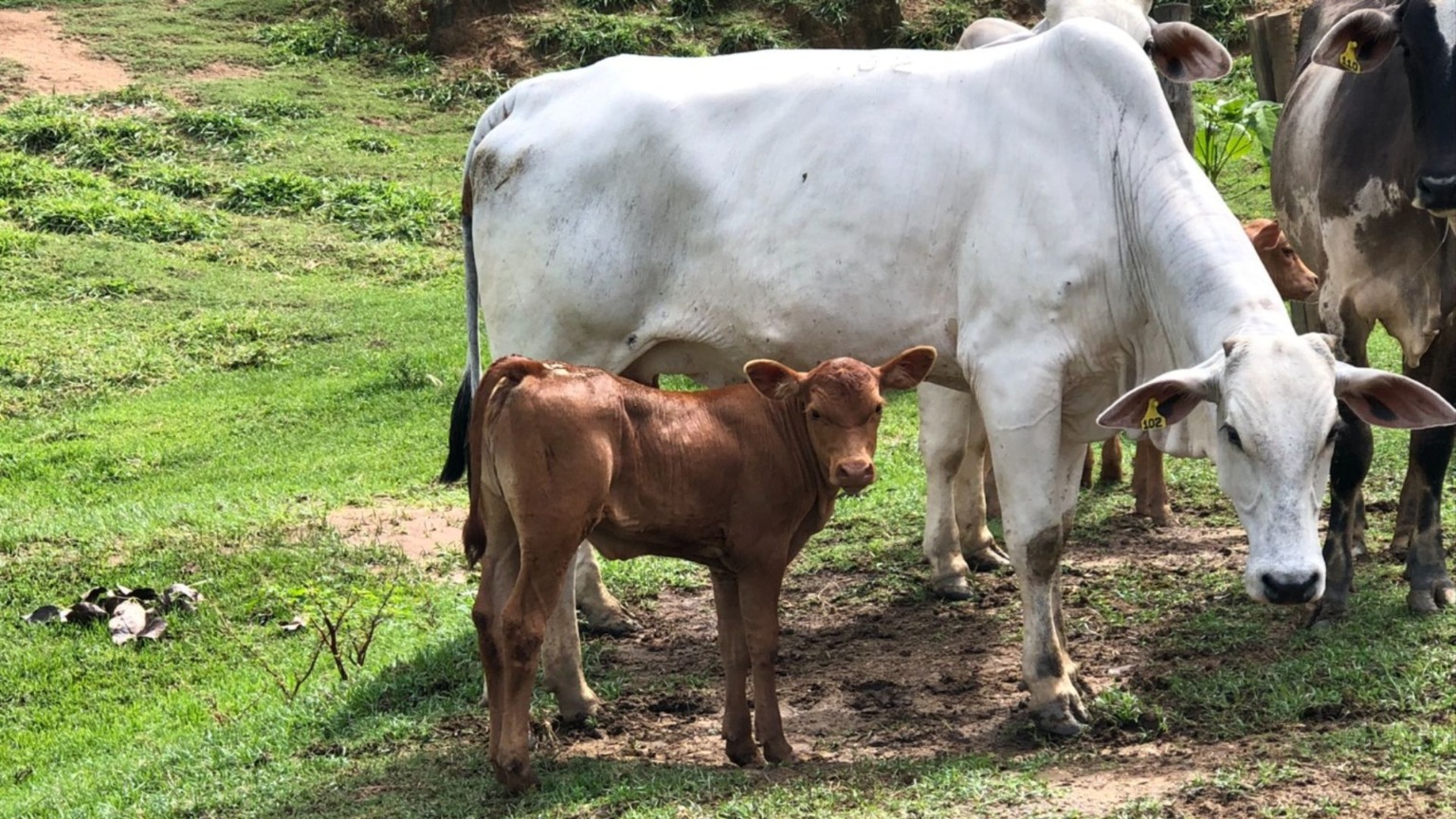 Carne premium com Caracu: a genética e o manejo que geram gado de 23 ...