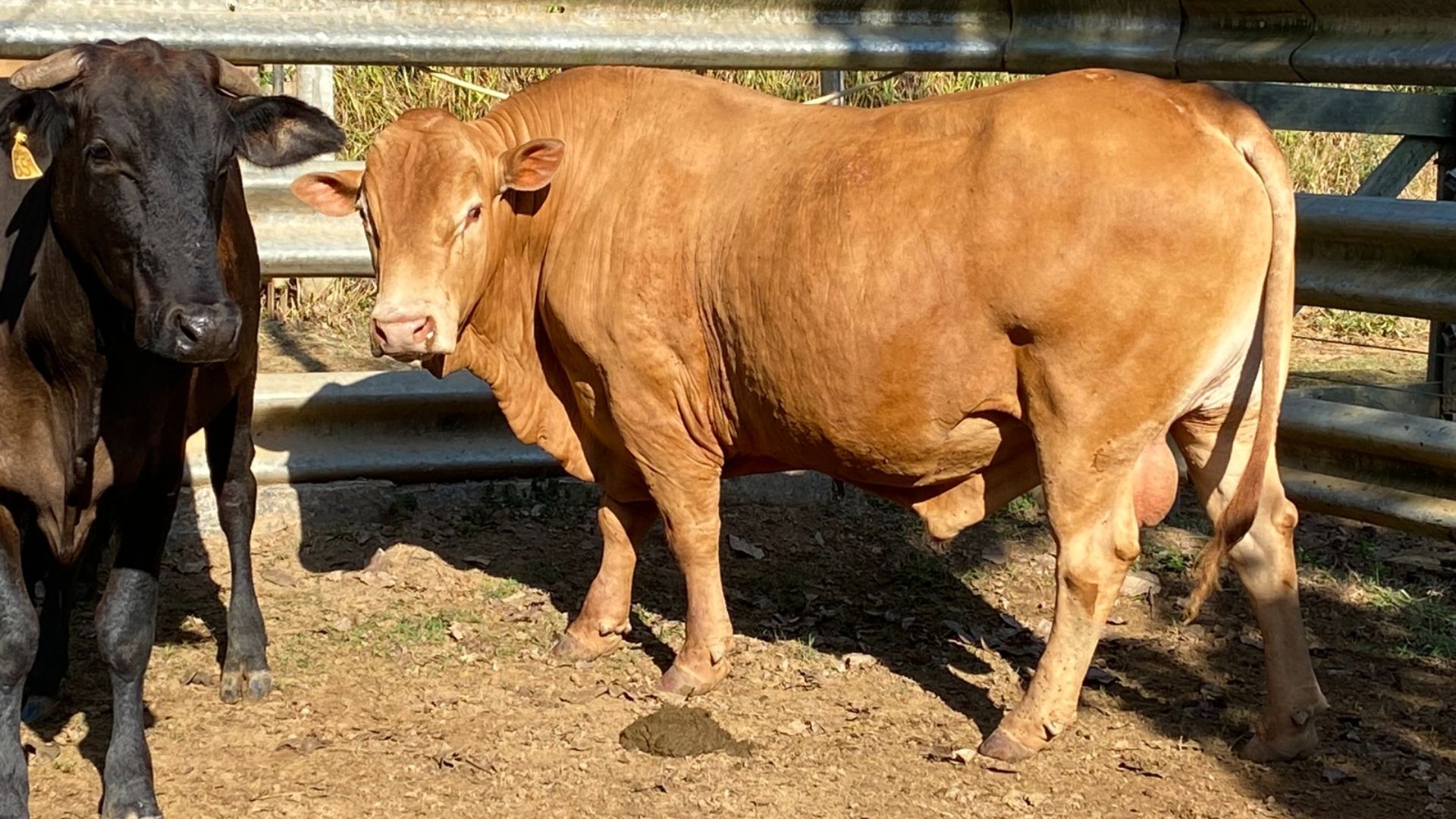 Carne premium com Caracu: a genética e o manejo que geram gado de 23 ...