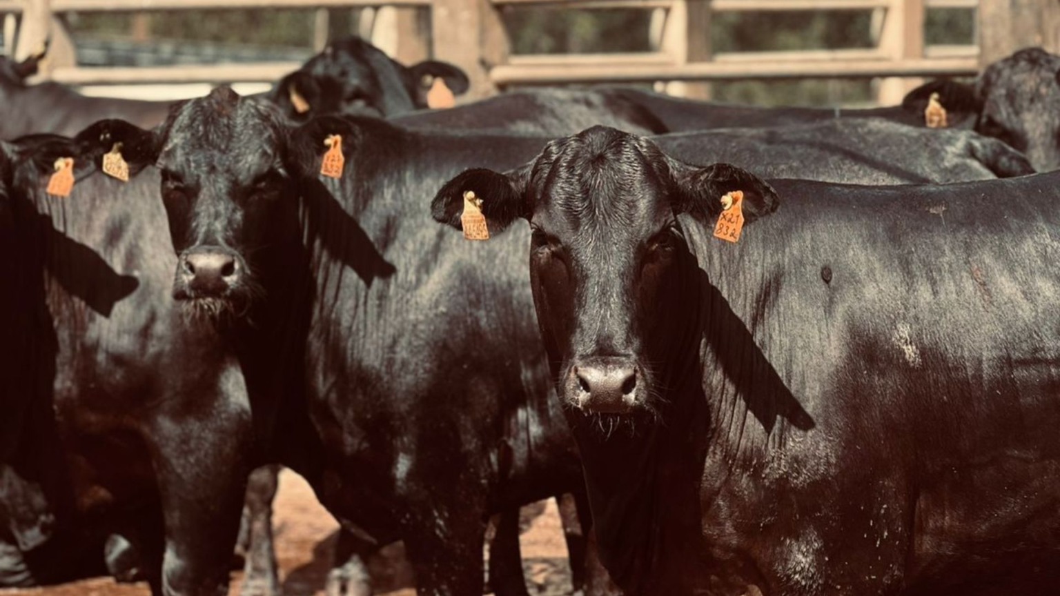 Pecuária na Bahia: novilhas F1 angus superam 18 arrobas com confinamento