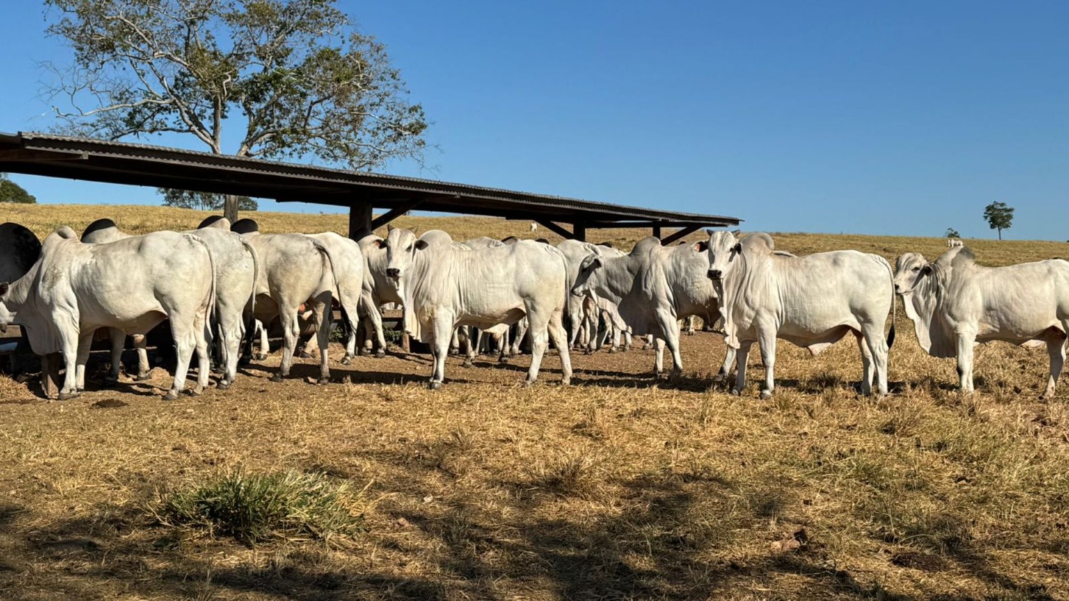 Boiada nelore de TO supera 21 arrobas com manejo de alta tecnologia ...