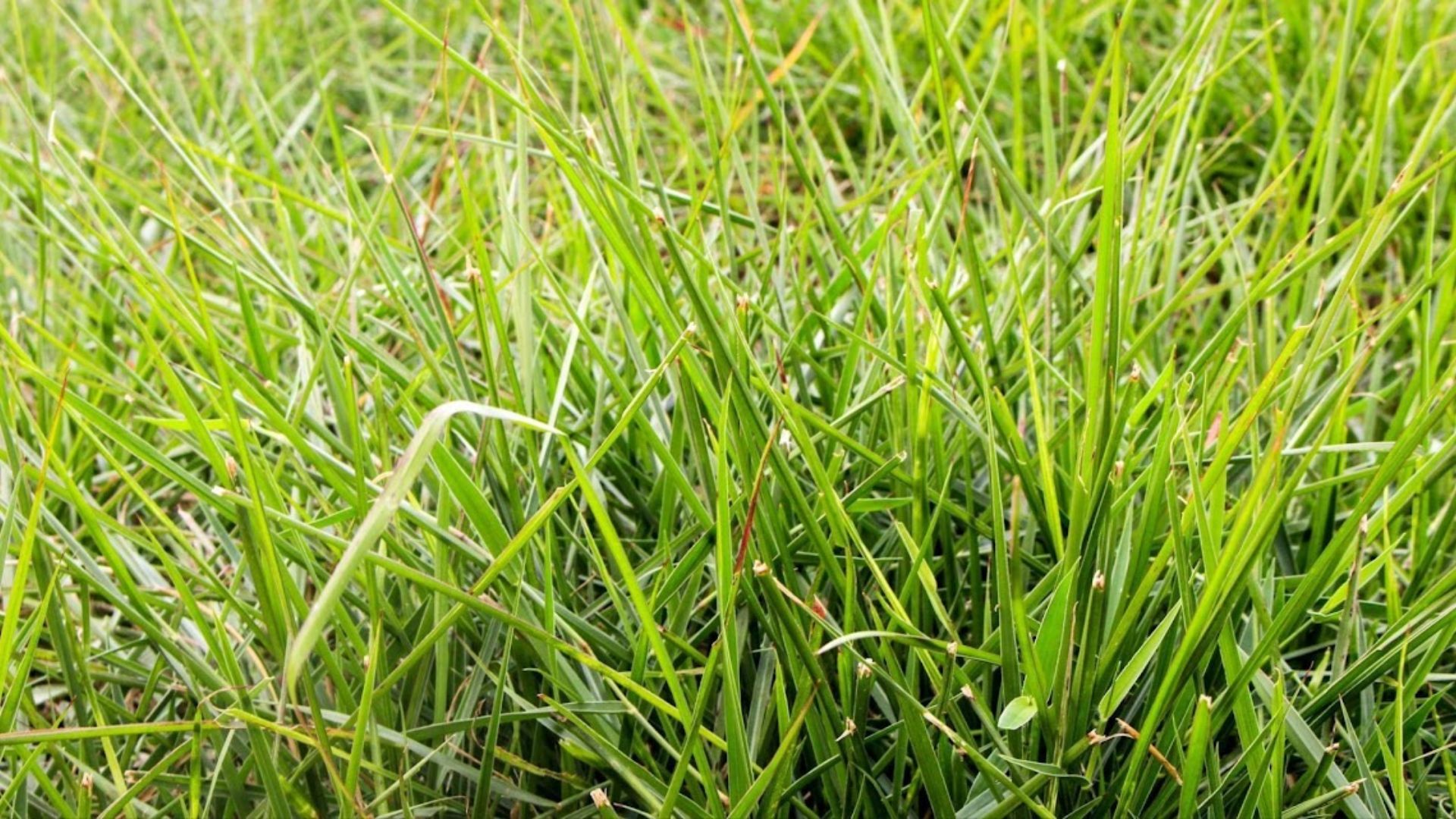 Manejo de pastagem: o guia para escolher o capim ideal para gado e ...