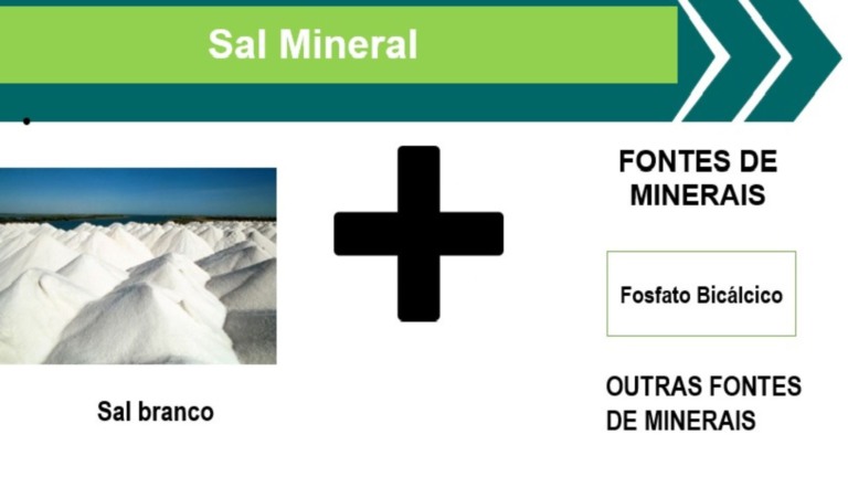 Sal mineral x sal proteinado: entenda as diferenças para uma ...