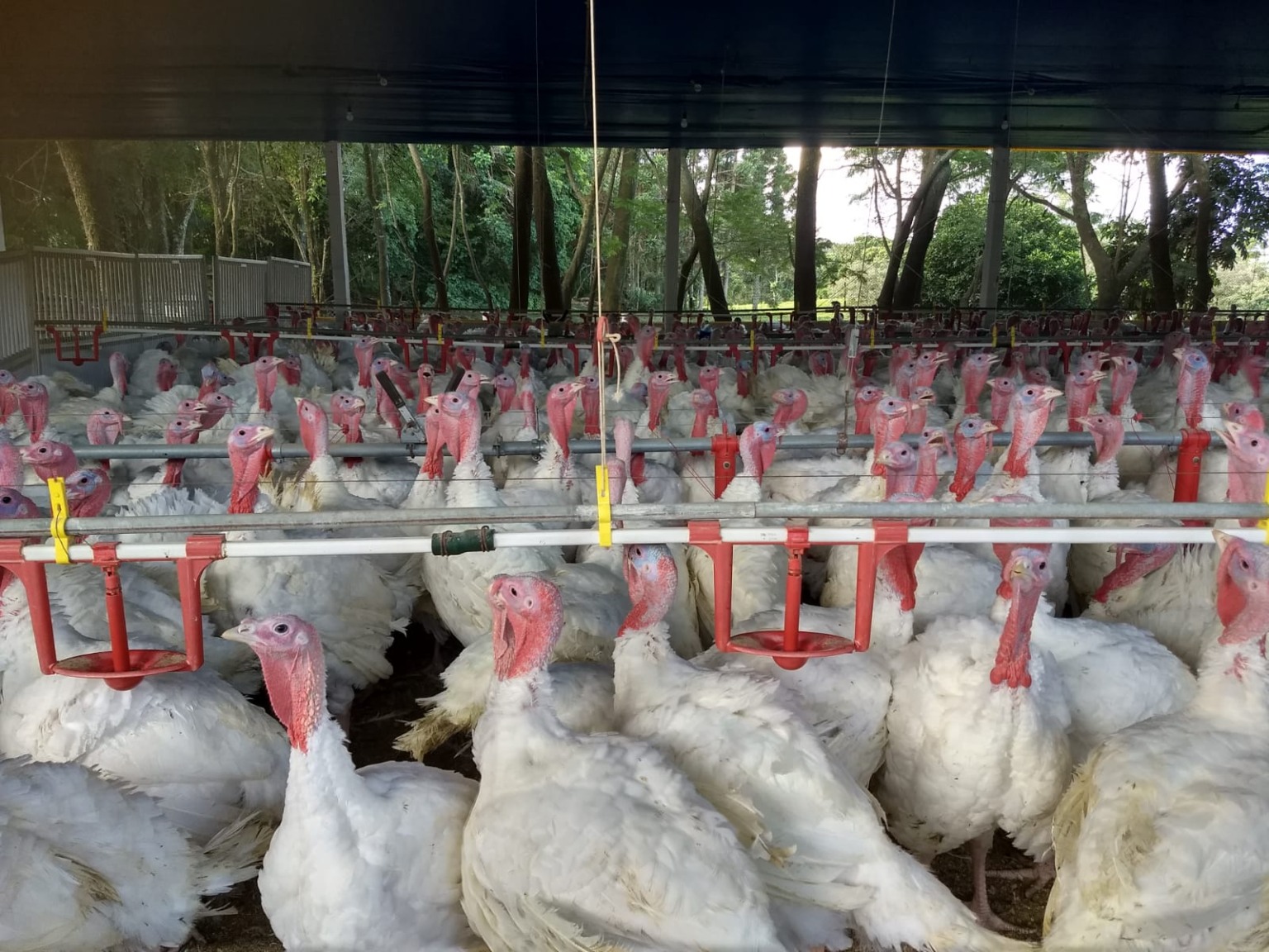 Paraná lidera crescimento nas exportações de carne de peru