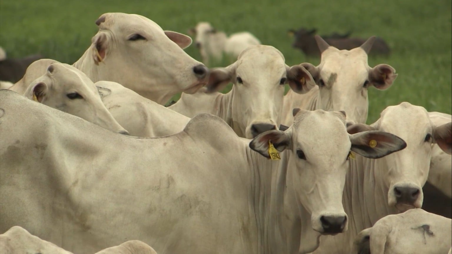 China adia investigação sobre carne bovina e mantém pressão sobre o ...