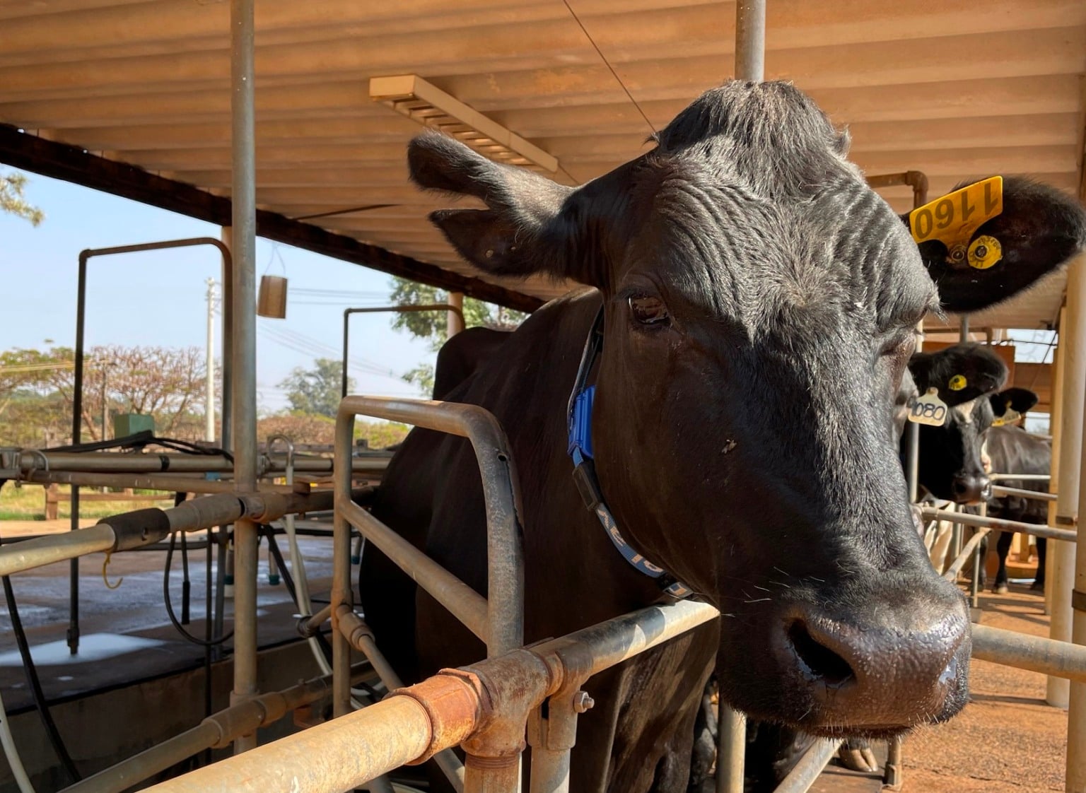 Estresse térmico no verão exige manejo específico para vacas de alta ...