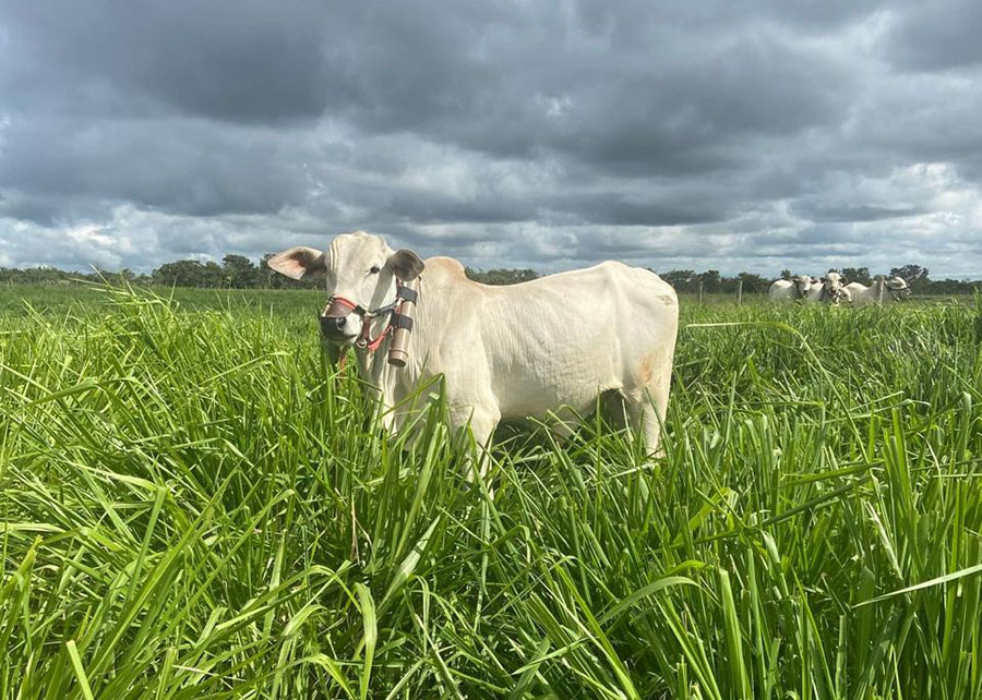 Gramíneas consorciadas com leguminosas em ILP elevam ganho de peso dos ...