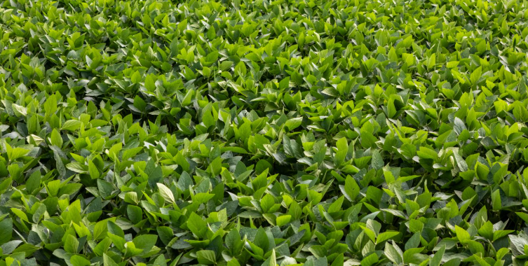 Clima em 2026 pode trazer riscos agrícolas no Brasil e exige ...