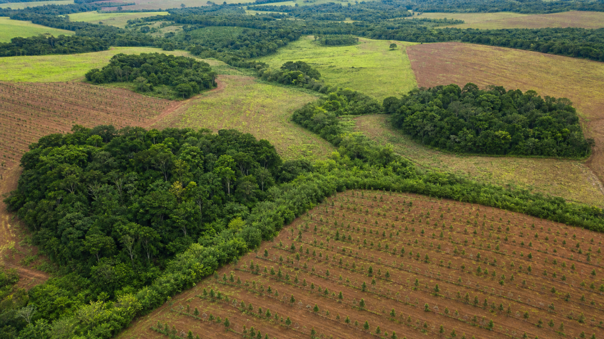 BNDES e Petrobras definem vencedores do ProFloresta+ na Amazônia ...