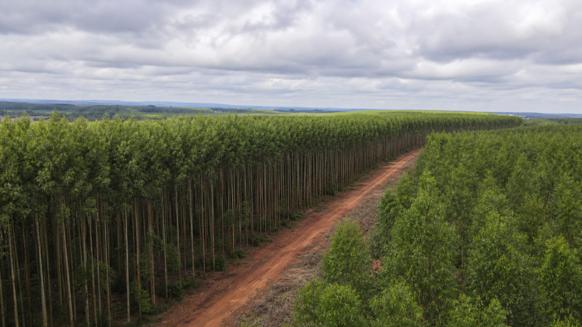 CNA sedia reunião da Câmara Setorial de Florestas Plantadas em Brasília ...
