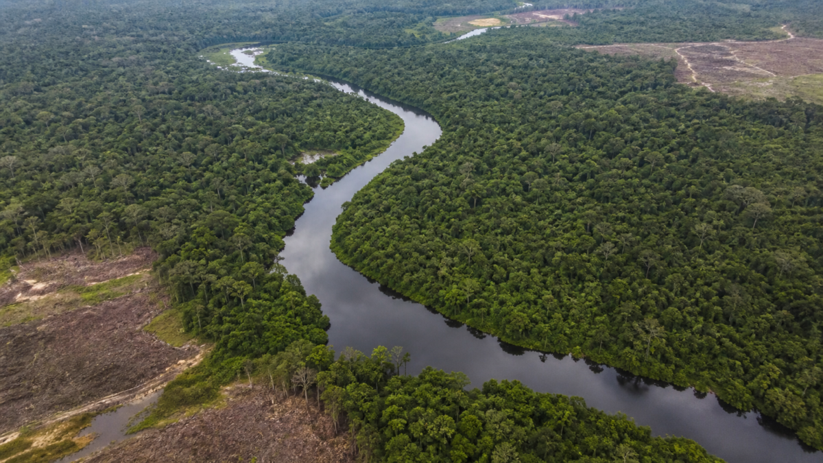 Desmatamento na Amazônia cai 61,4% em maio de 2026, aponta Deter ...