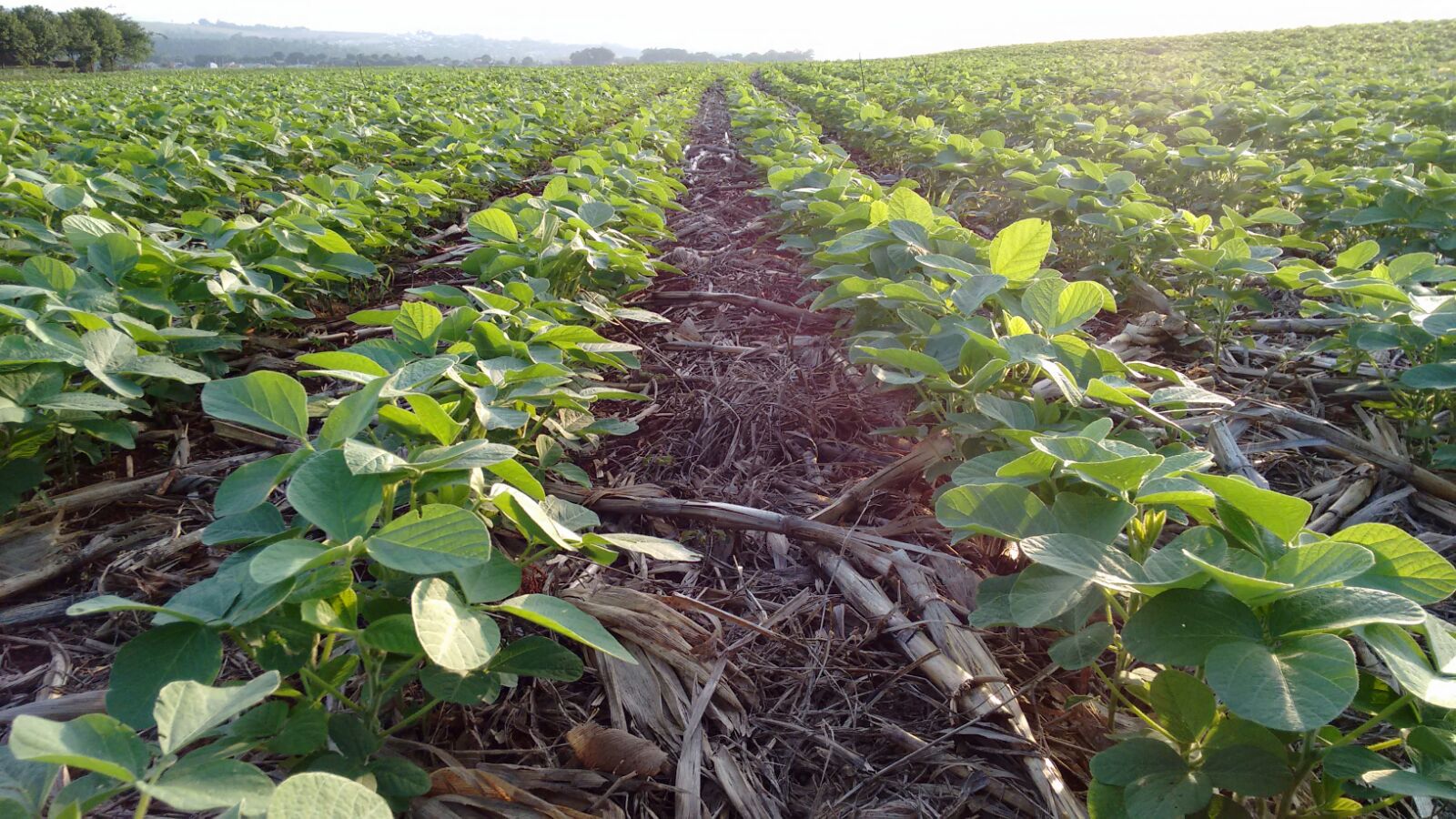 Monsanto lança cinco novas variedades da soja Intacta | Canal Rural