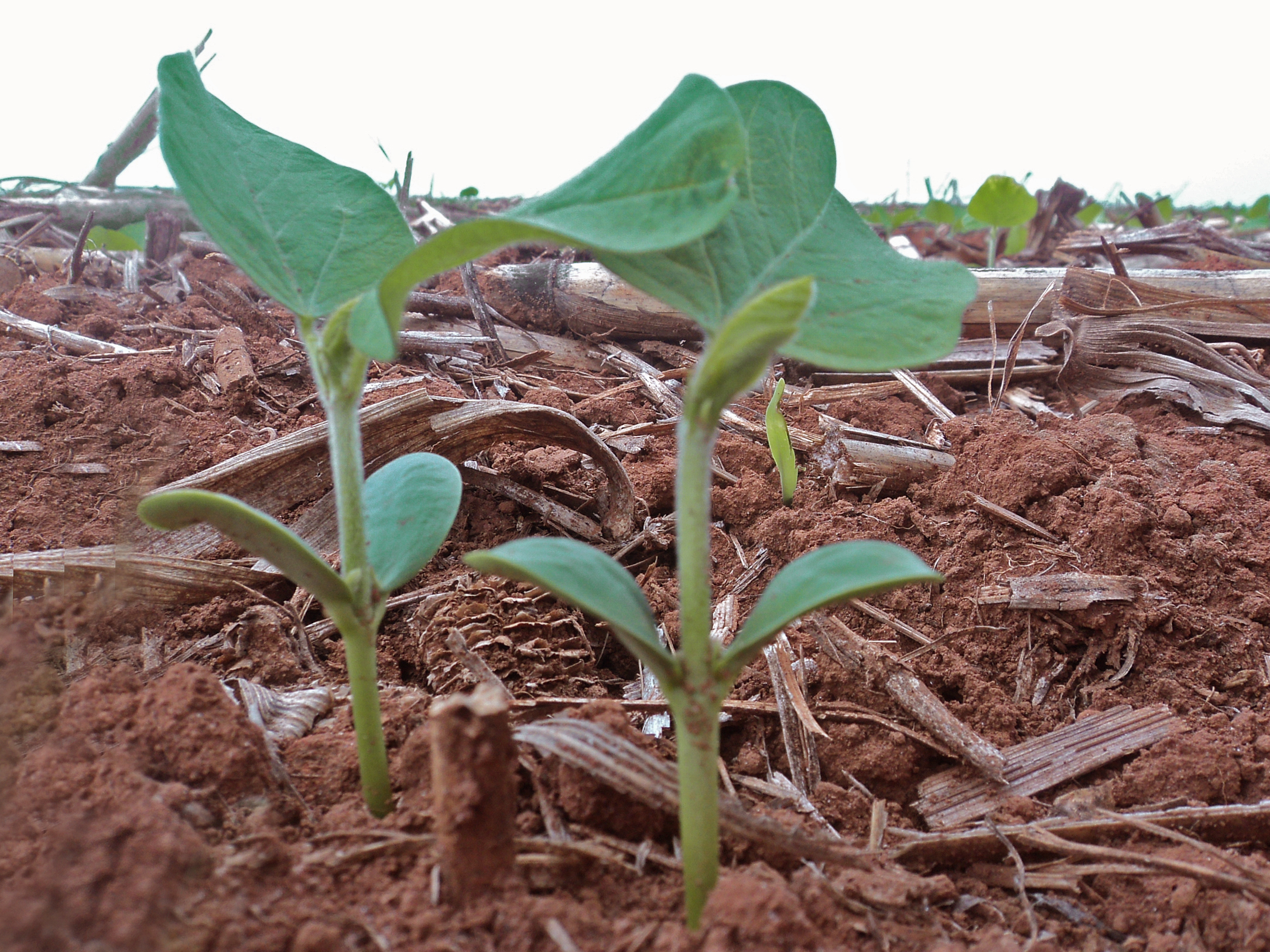 Cotilédones: indicativo do bom desenvolvimento da soja | Canal Rural