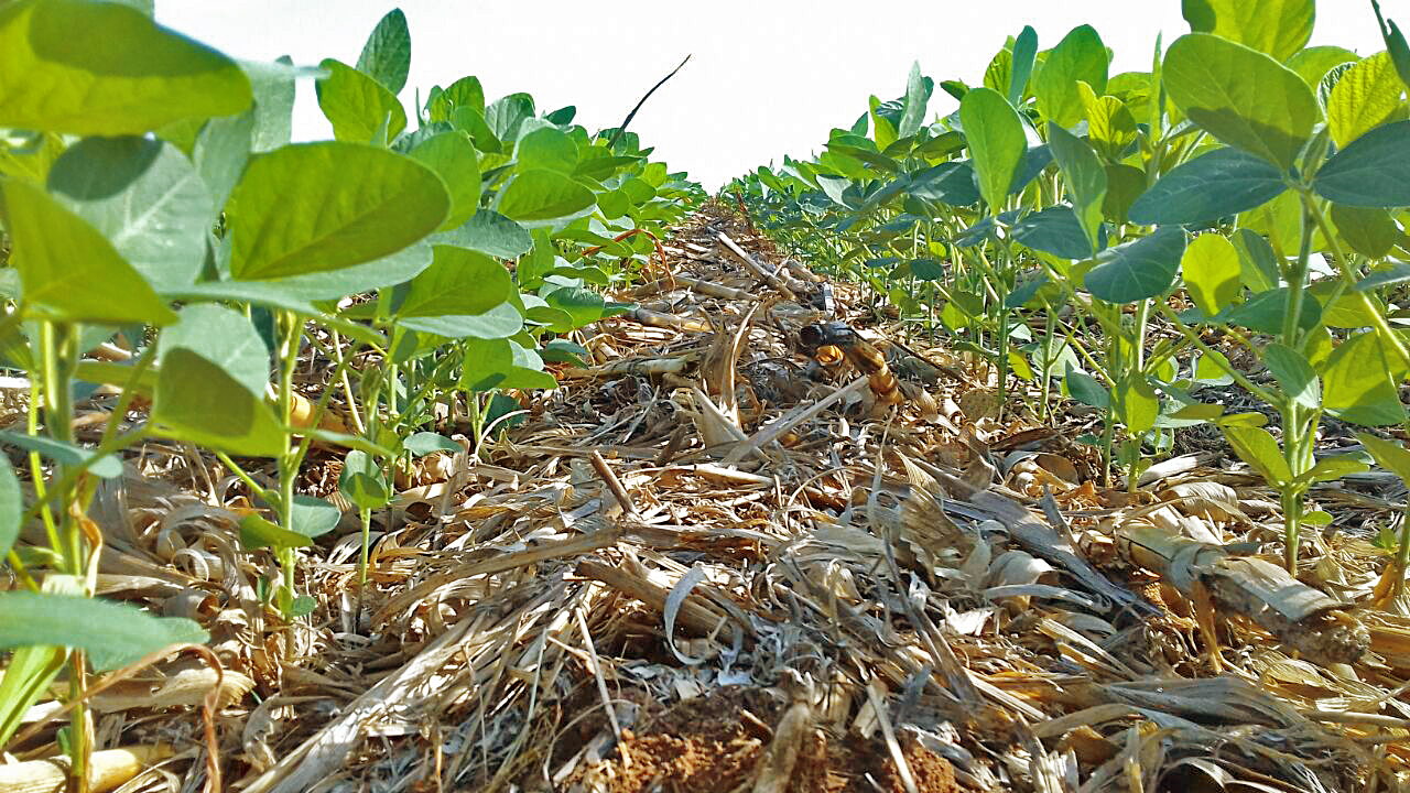 Embrapa lança três cultivares de soja convencional de alta ...
