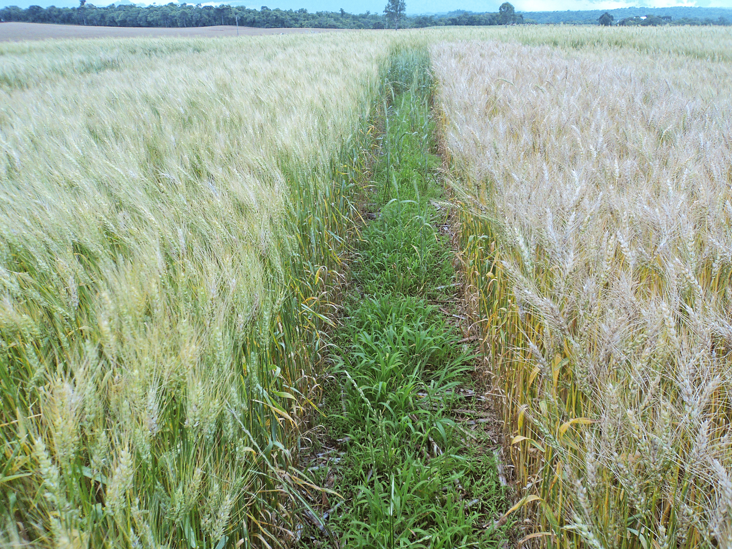 Três safras por ano: entenda o caso Paraná | Canal Rural