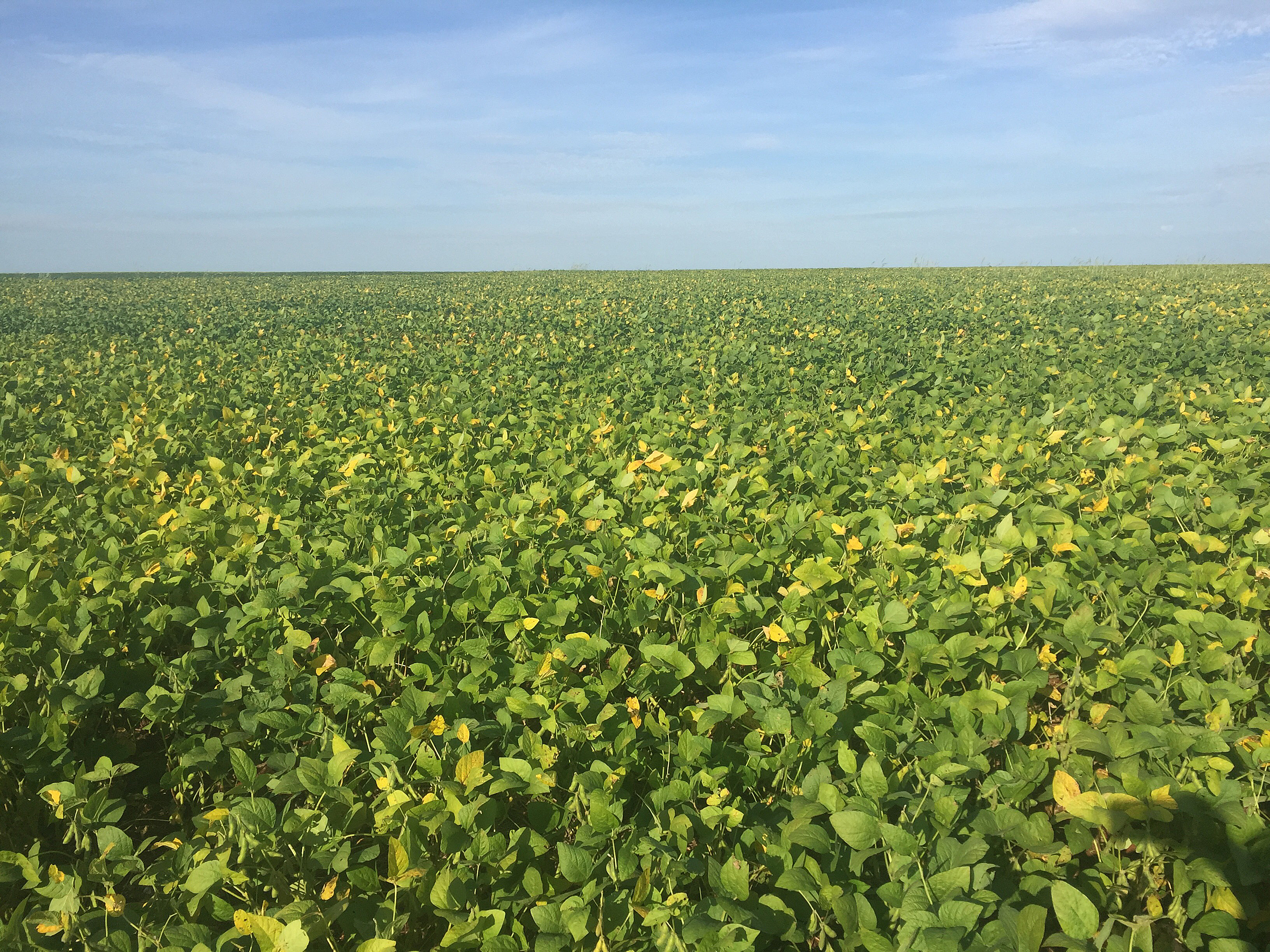MT: Caravana Soja Brasil visita Sinop nesta segunda | Canal Rural