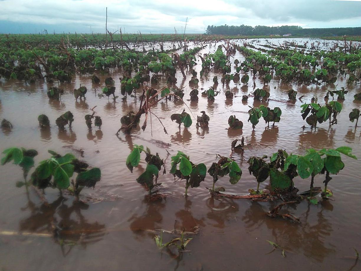 Soja Fica Alagada Em Mato Grosso E Produtor Contabiliza Prejuízos