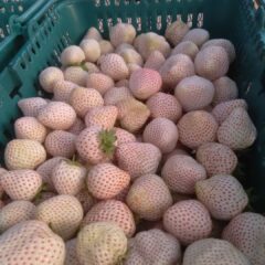 Você conhece o morango branco? - ABRAFRUTAS