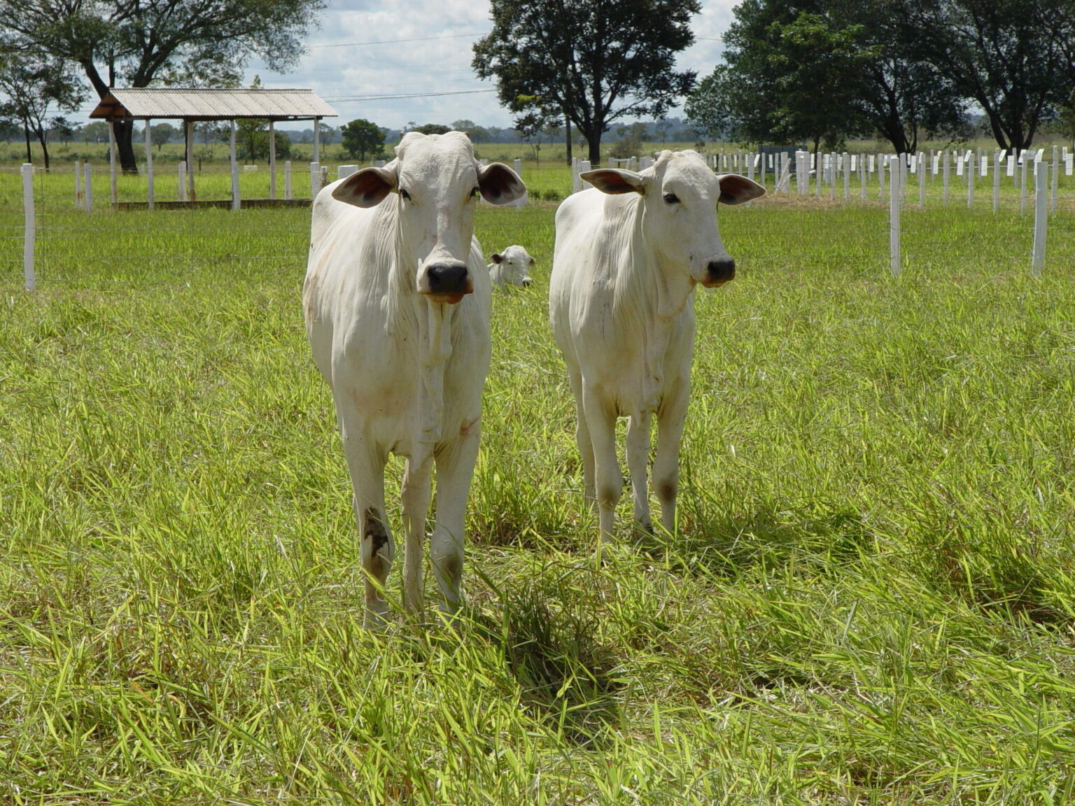 Pecuária no Cerrado da Bahia: produtores investem em bem-estar e nutrição