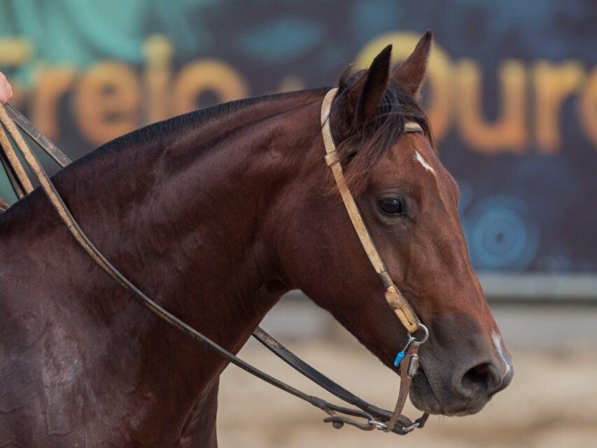 ABCCC confirma viabilização da cobertura da pista oficial do cavalo ...