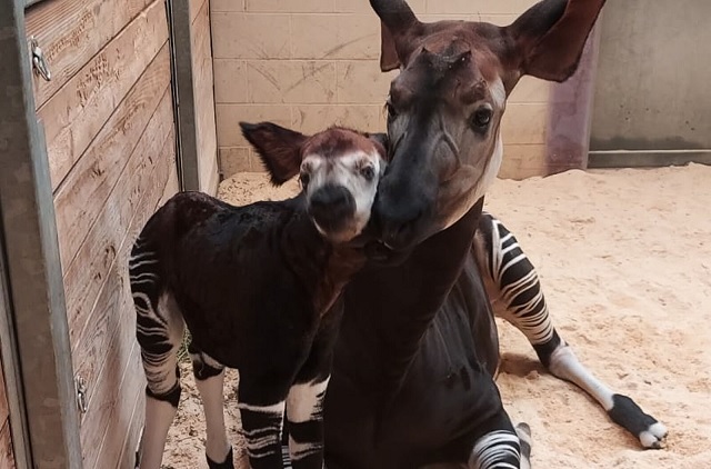 Girafa e zebra? Filhote de raça rara nasce nos EUA