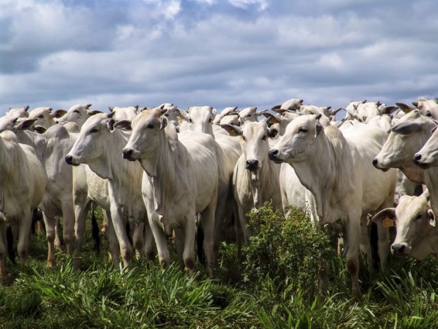 Observatório lança painel com dados sobre pecuária no Brasil - Vida ...