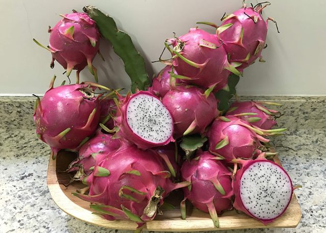 Saiba mais sobre cultivares de pitaya | Canal Rural